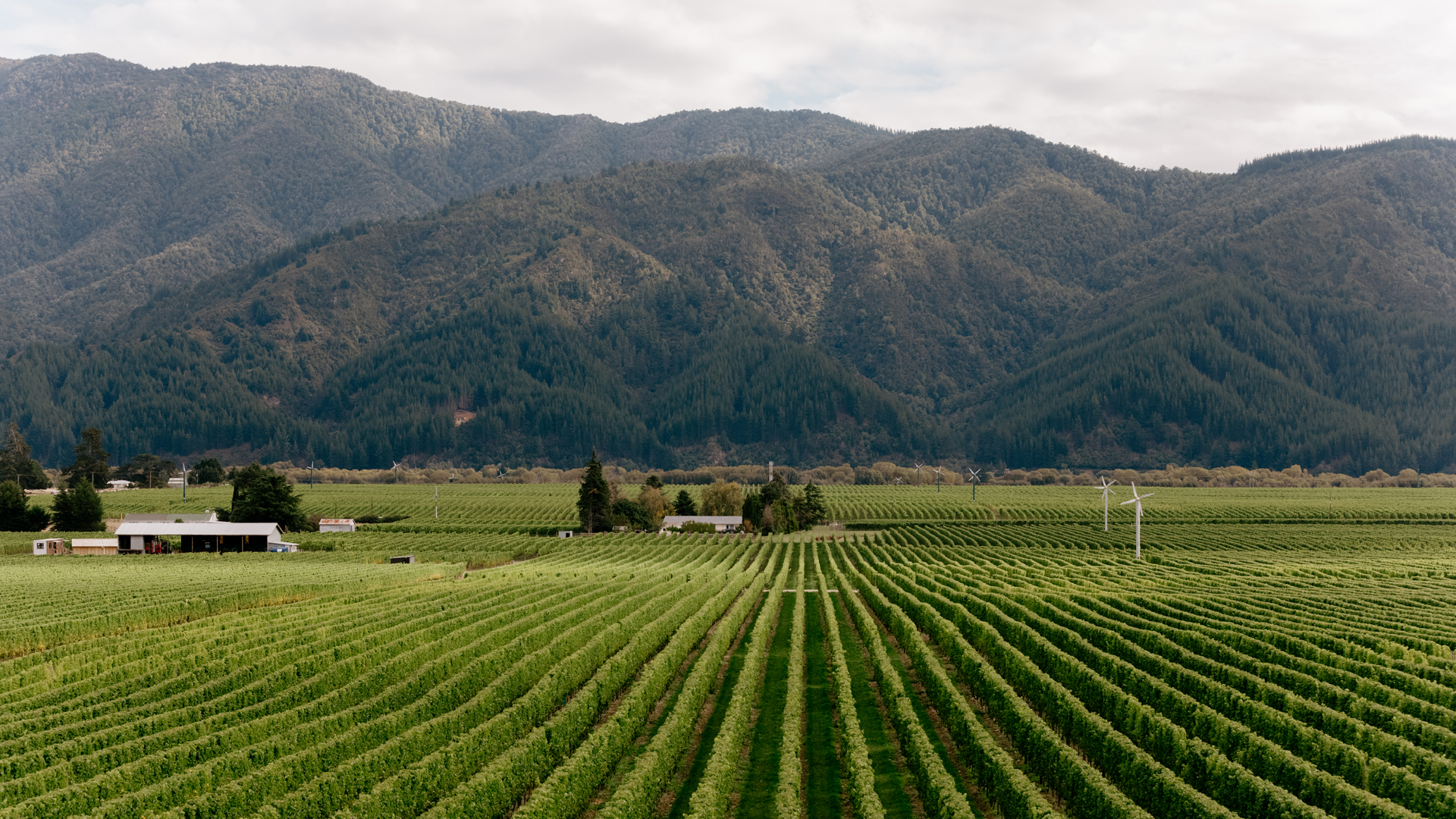 Our Story | Babich Wines